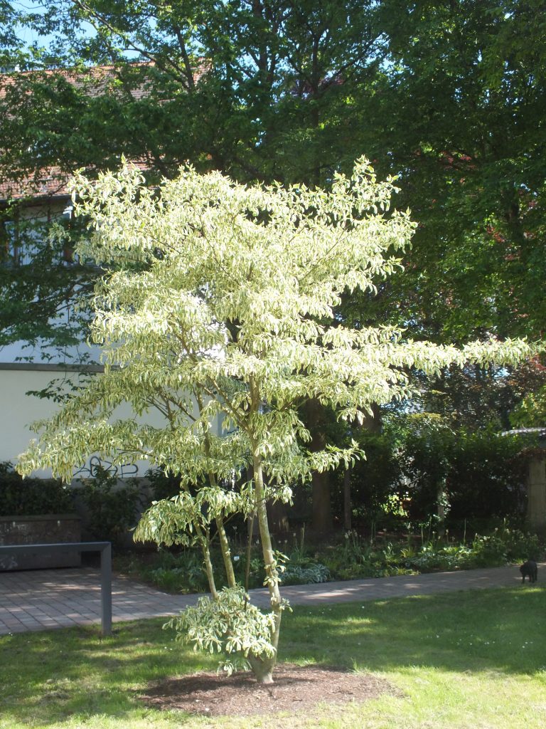 Drieň pestrolistý Cornus controversa Variegata – Záhradkovo.eu